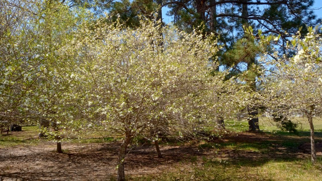 Ari: An Easter Recollection from Seed Basket Devotional – Getting the ...